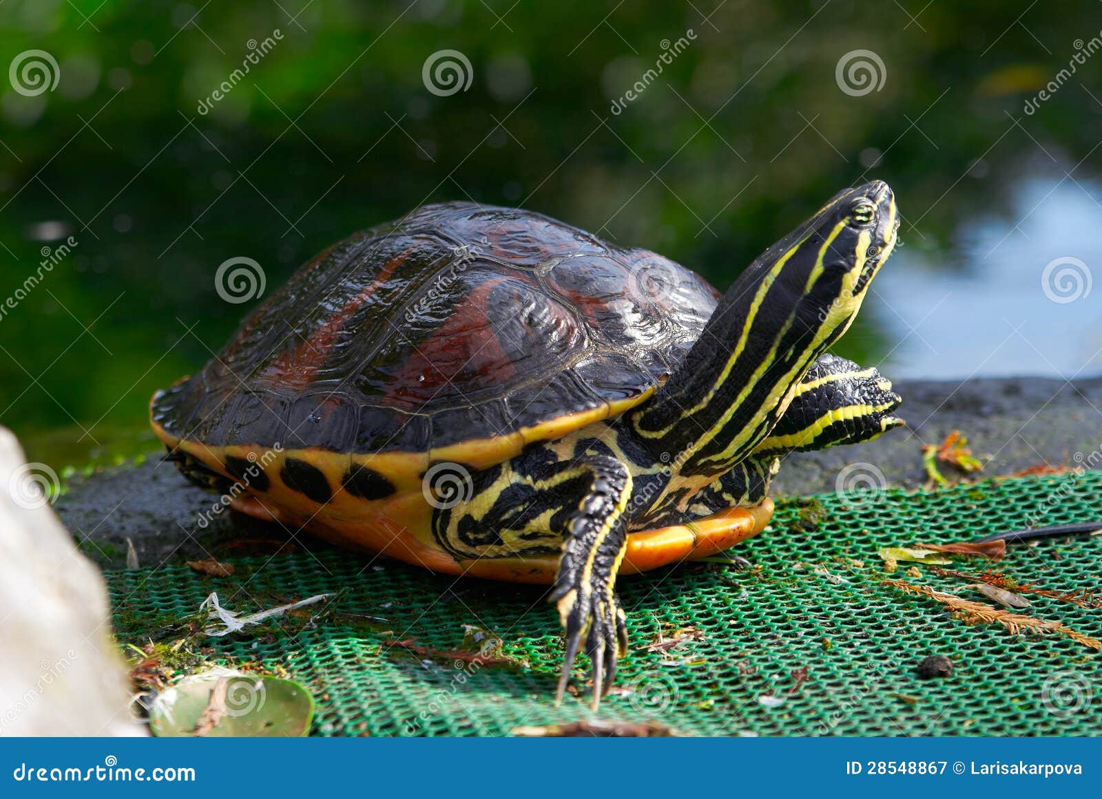 Yellow Brown Turtle with Long Neck Stock Image - Image of nature, brown ...
