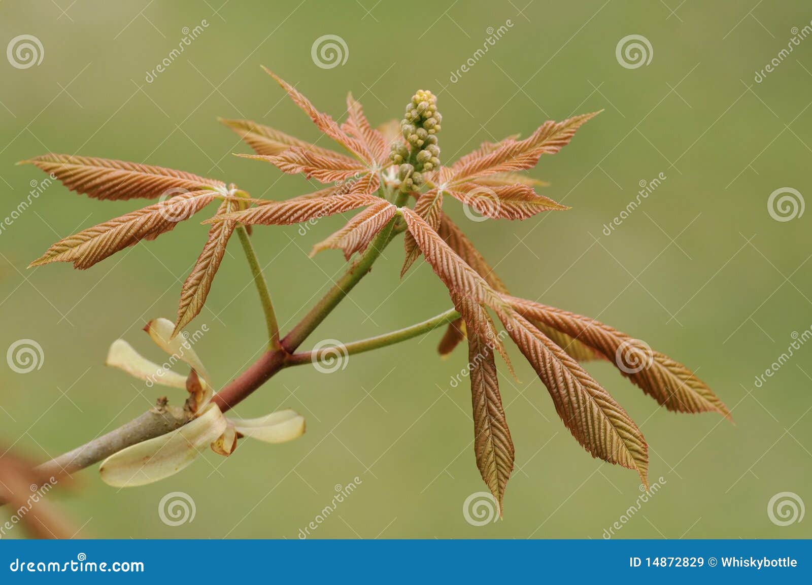 Yellow Buckeye Tree - Aesculus Flava Stock Image - Image of flava ...