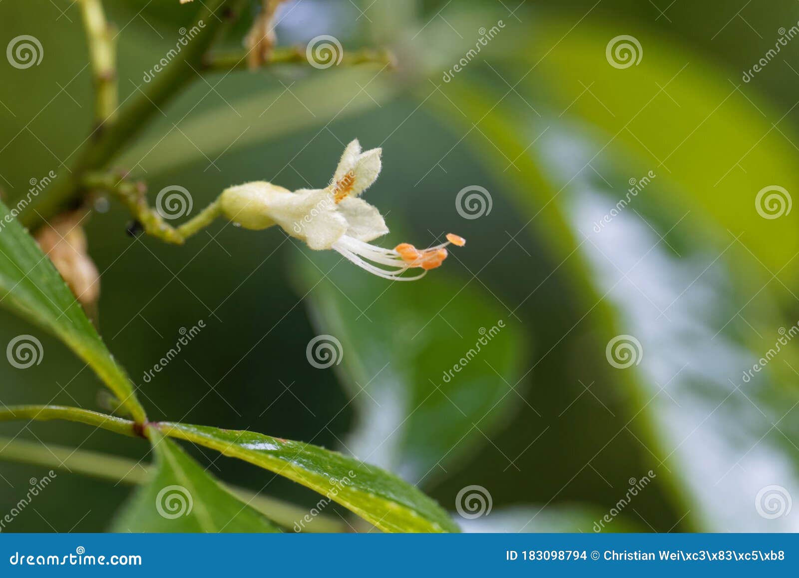 Yellow Buckeye Tree Flower, Aesculus Flava Stock Photo - Image of green ...
