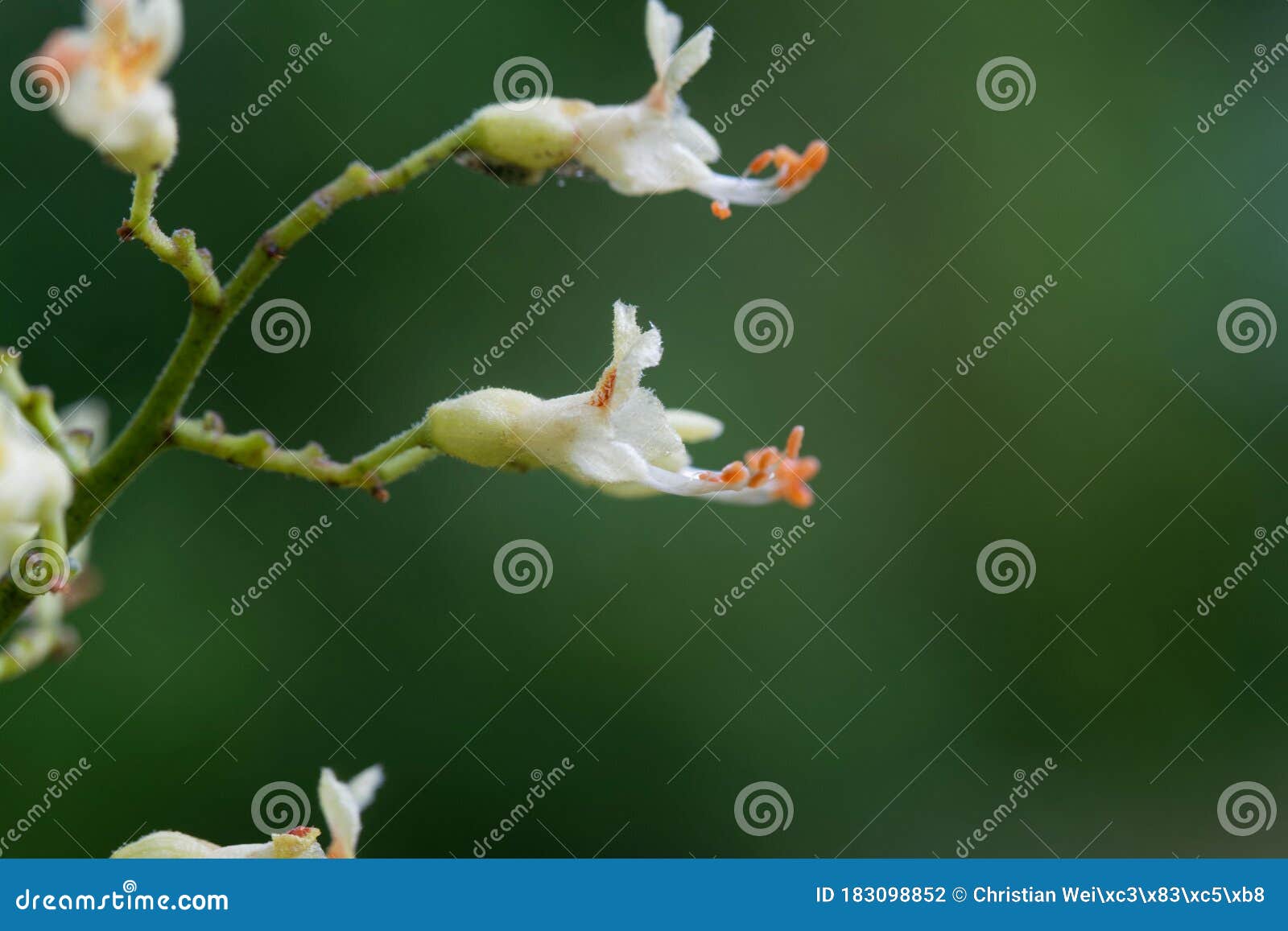 Yellow Buckeye Tree Flower, Aesculus Flava Stock Photo - Image of ...