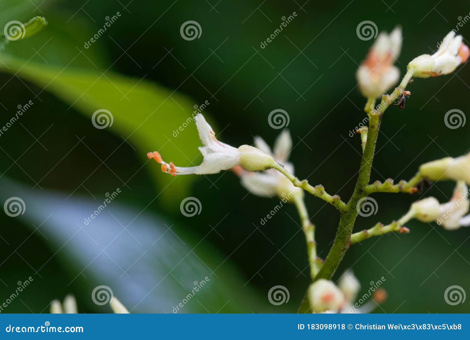 Yellow Buckeye Tree Flower, Aesculus Flava Stock Photo - Image of ...