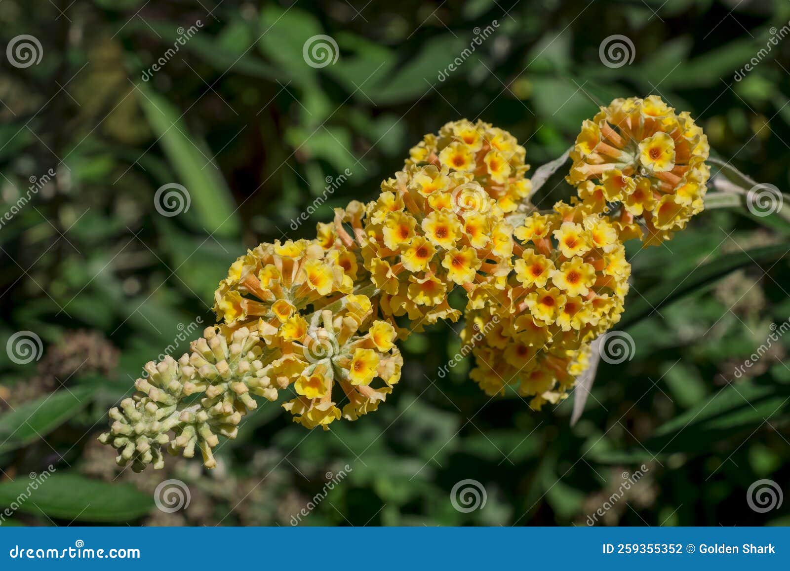 Yellow Buddleja Davidii Plant Blooming in Close U Stock Photo - Image ...