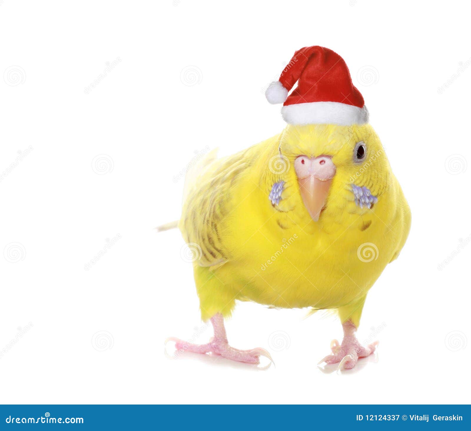 Cute Yellow Parakeets