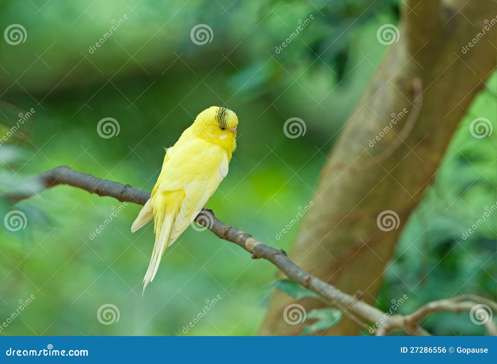 Yellow Budgie stock photo. Image of colorful, conservation - 27286556