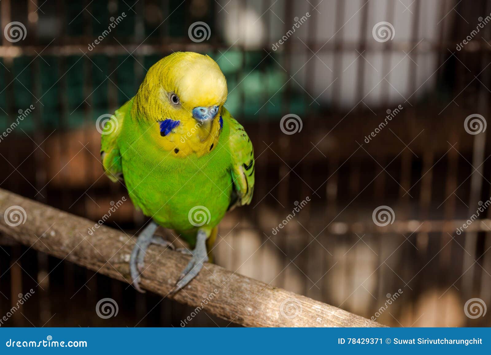 Yellow Budgie, Budgerigar Bird Stock Image - Image of cage, bird: 78429371