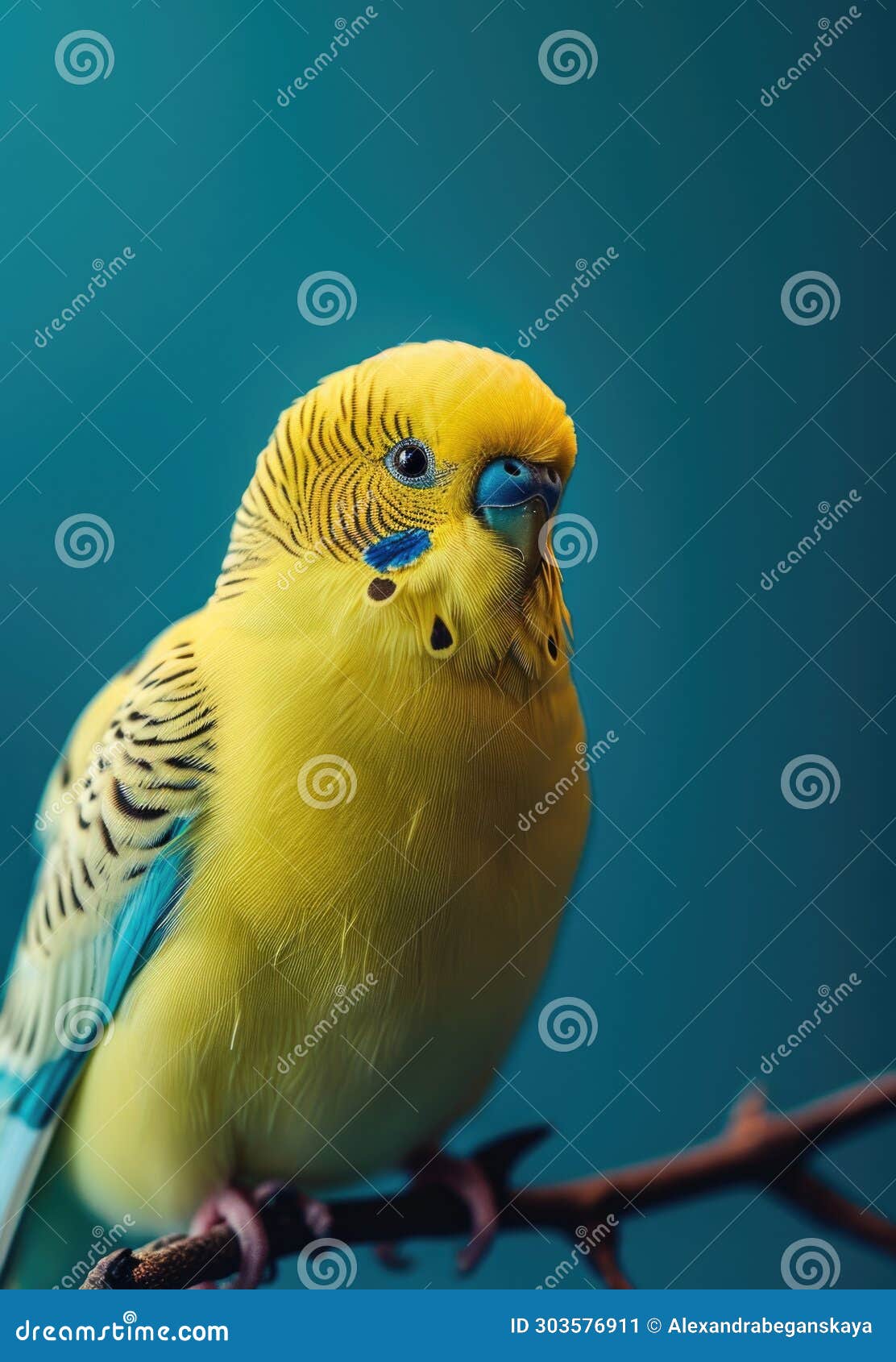 Yellow Budgie, Portrait of a Bird Stock Illustration - Illustration of ...