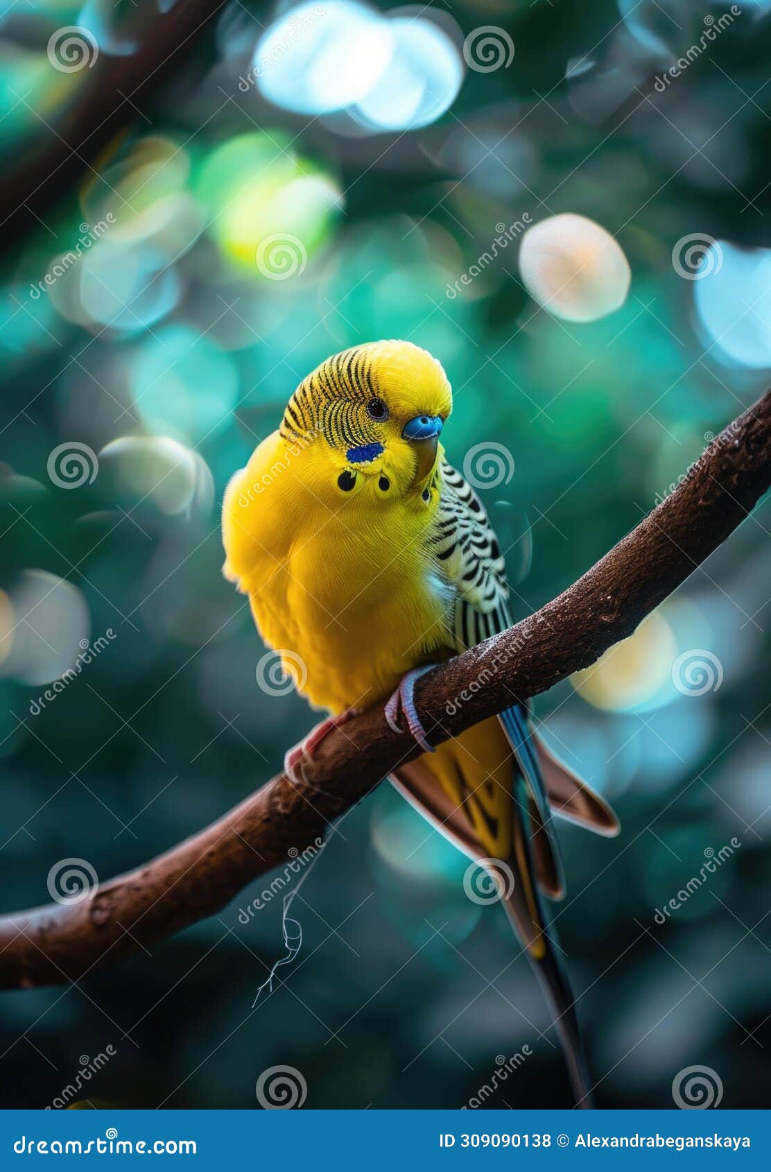 Yellow Budgie, Portrait of a Bird Stock Illustration - Illustration of ...