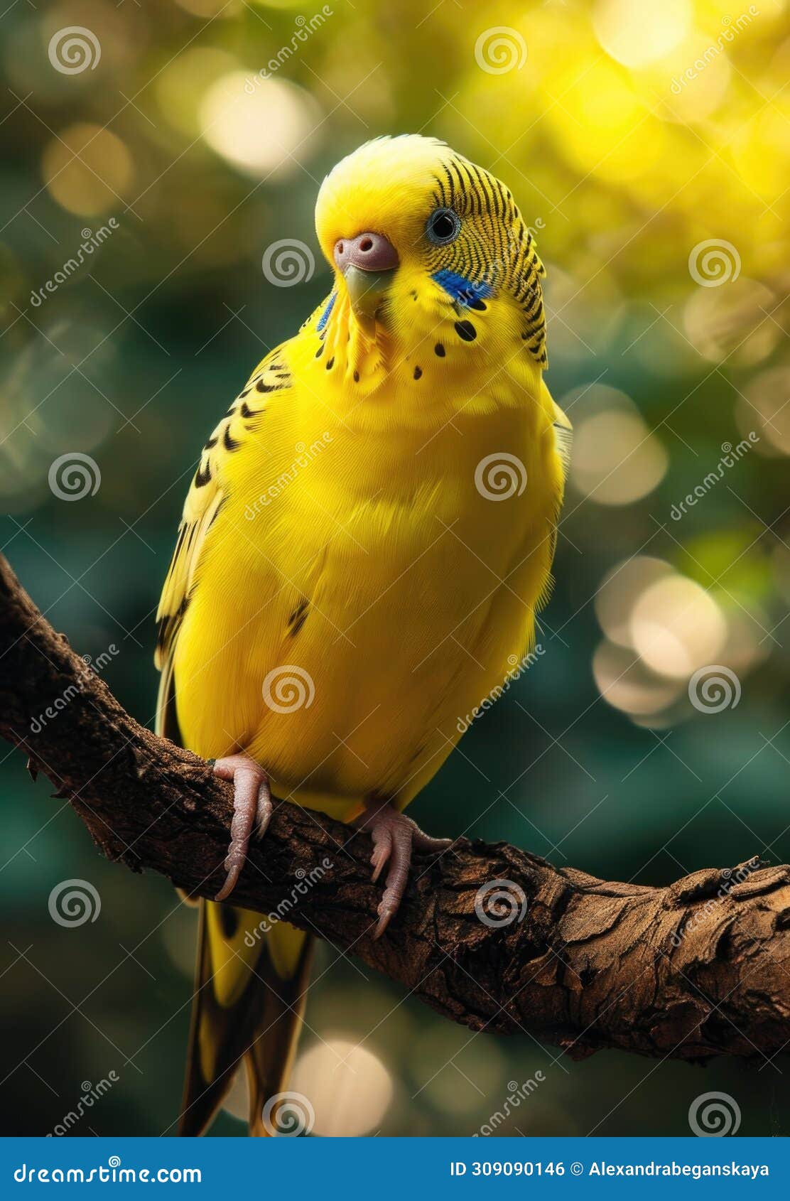 Yellow Budgie, Portrait of a Bird Stock Illustration - Illustration of ...