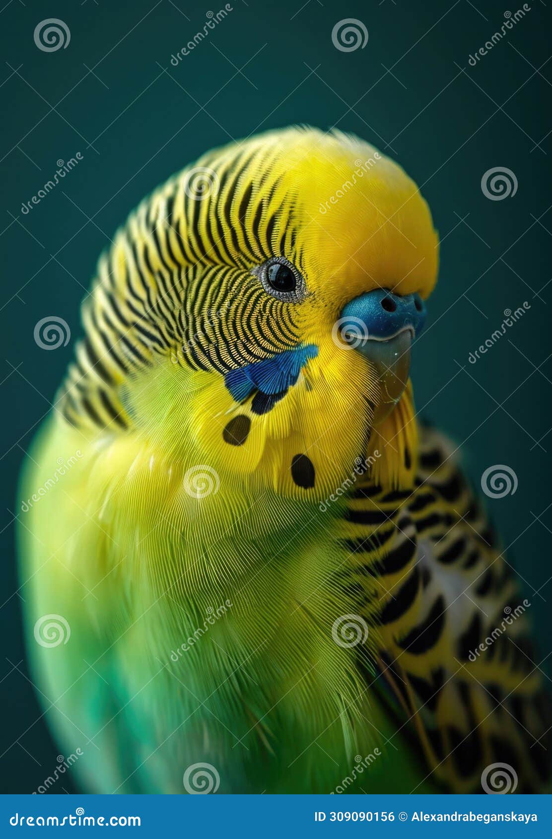 Yellow Budgie, Portrait of a Bird Stock Illustration - Illustration of ...