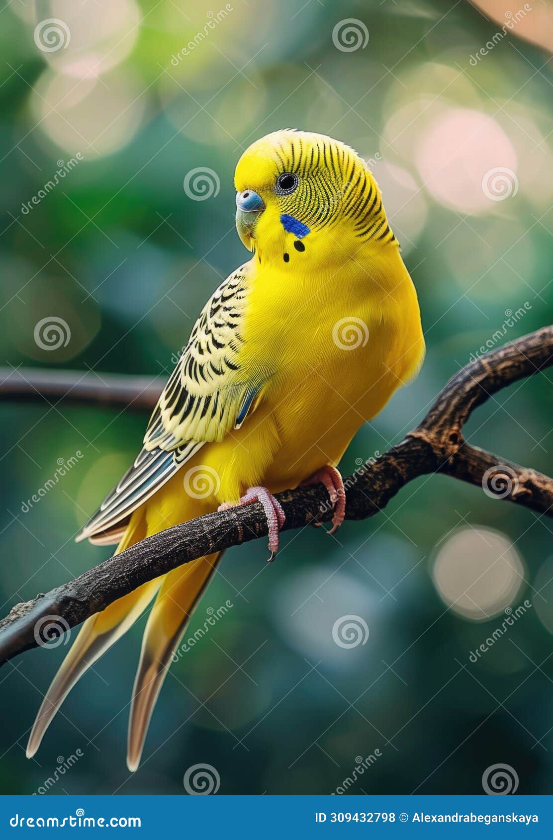 Yellow Budgie, Portrait of a Bird Stock Illustration - Illustration of ...