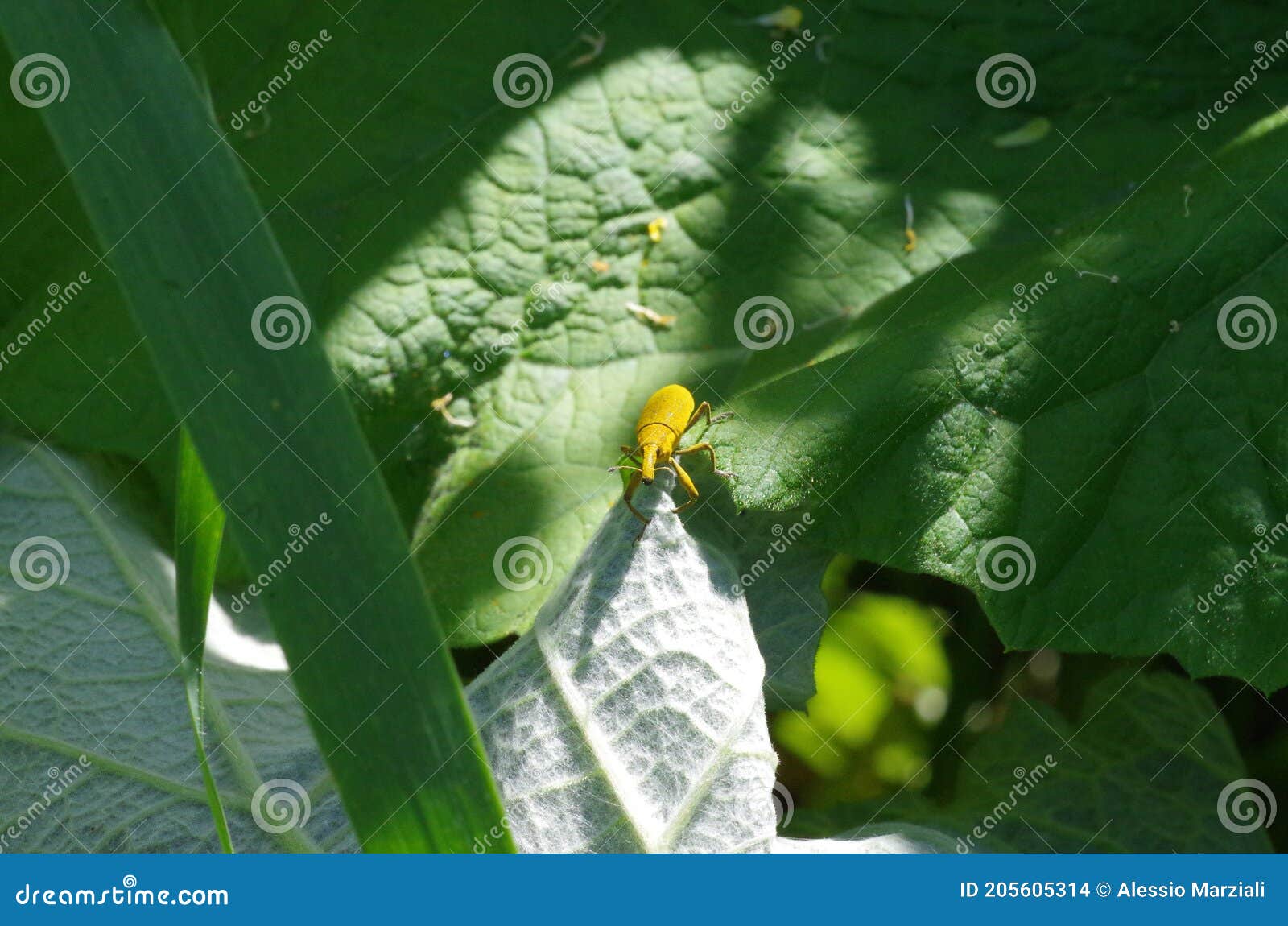 A Yellow Bug Closeup Detailed View Stock Photo - Image of algirus ...