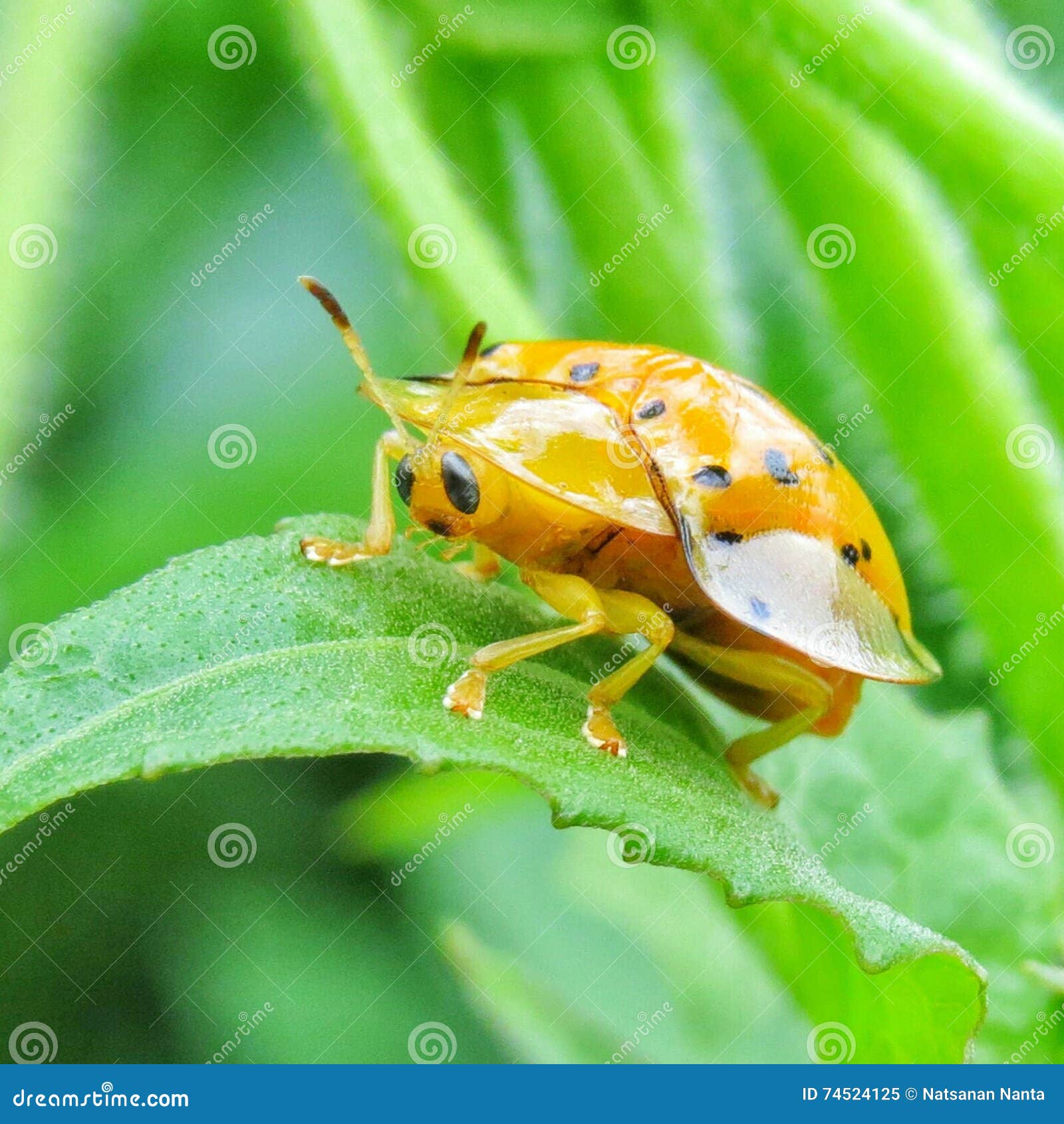 Yellow bug stock image. Image of leaf, garden, green - 74524125
