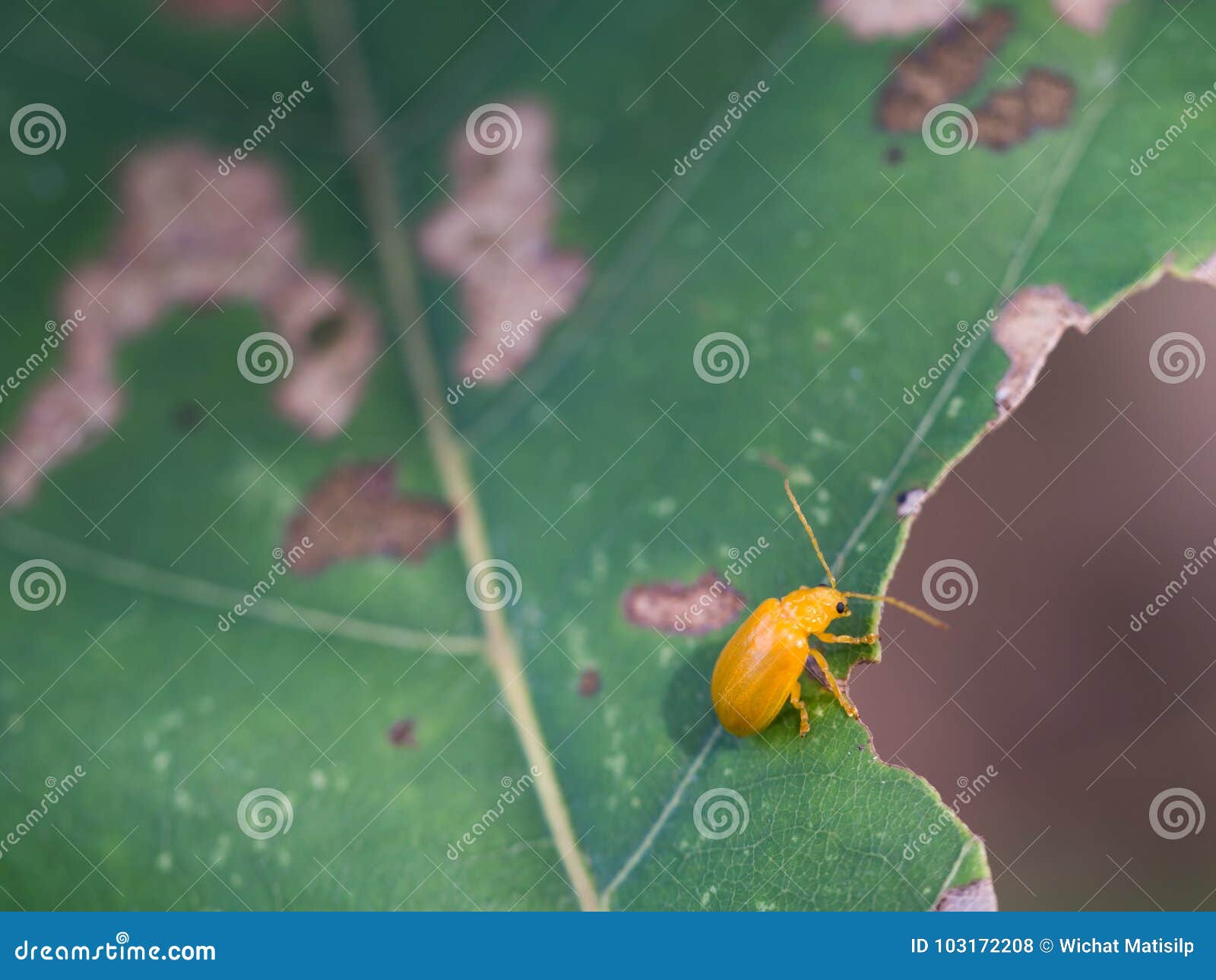 Yellow Bug Eating the Old Leaf Stock Photo - Image of brown, biology ...