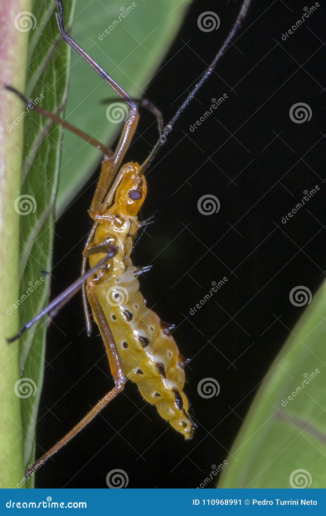 Yellow Bug Macro Photo Side View Stock Image - Image of outdoor ...