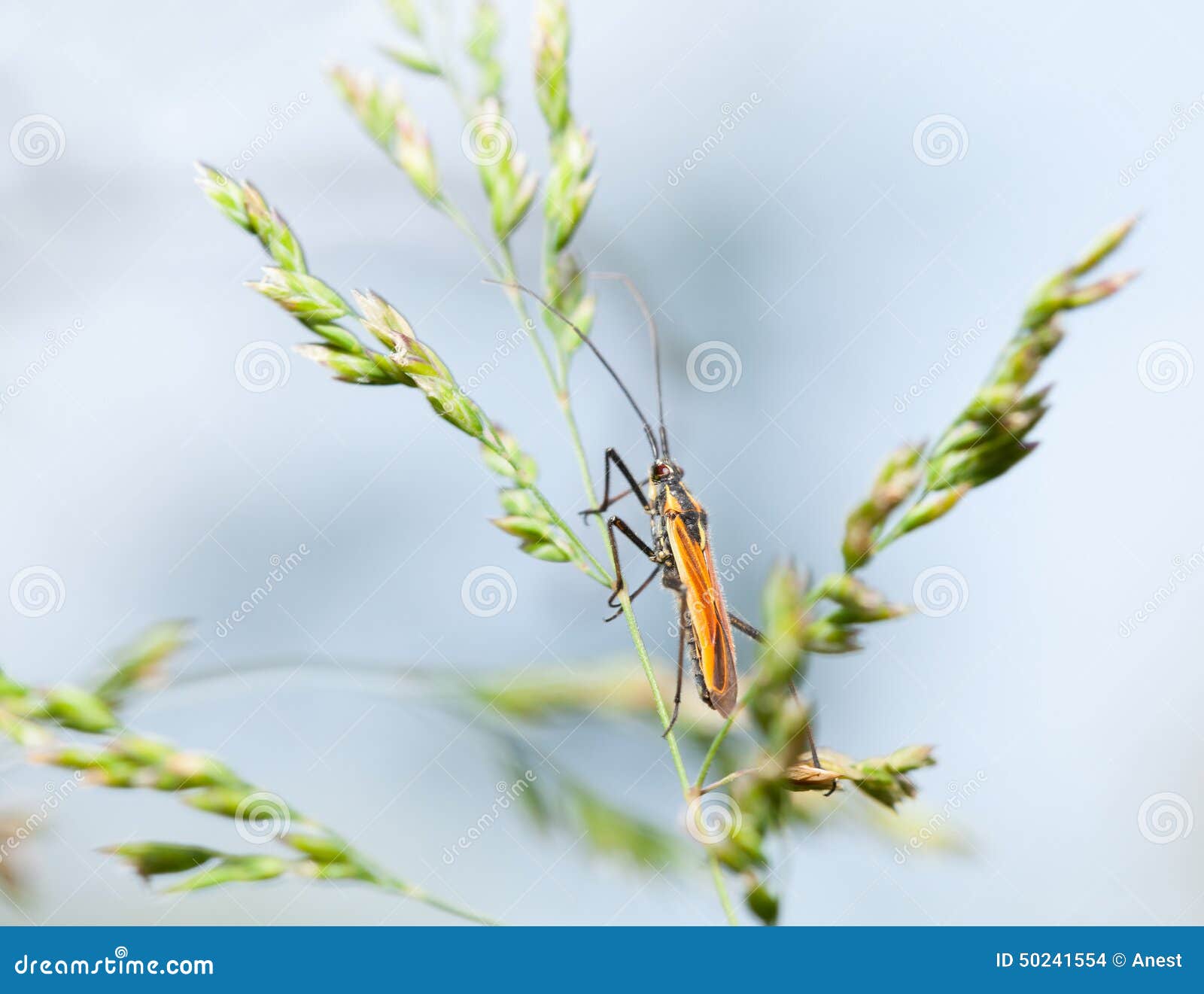 Yellow bug stock photo. Image of angle, nature, insect - 50241554