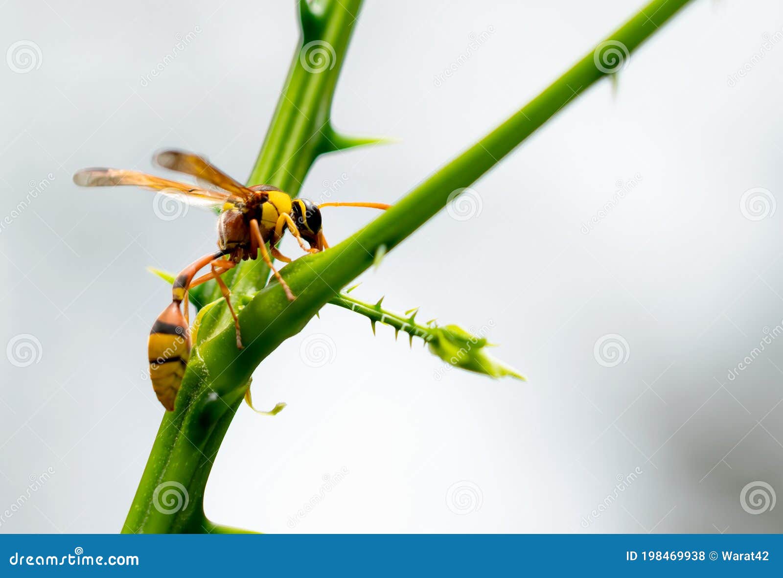 Yellow Bug Standing on Green Tree Stock Photo - Image of animal, small ...