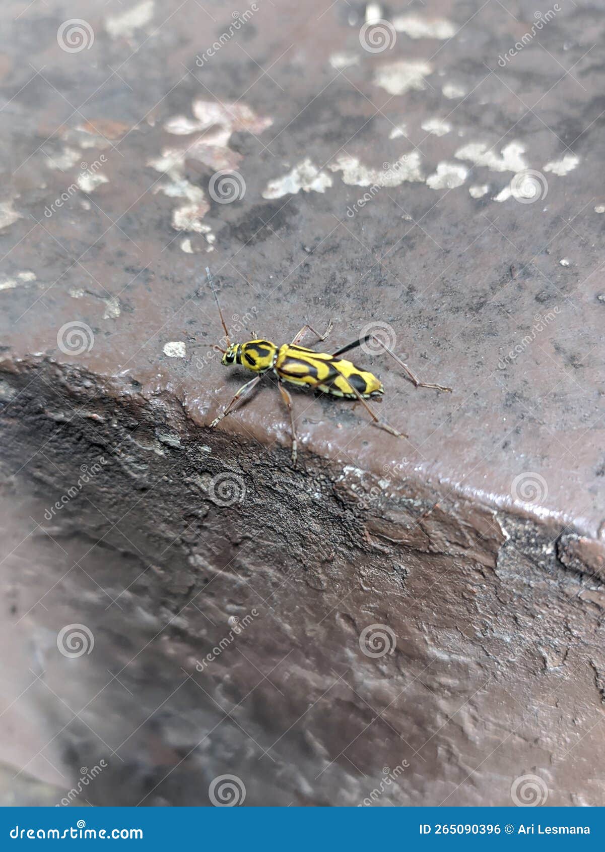 Yellow Bugs Mating, Insects Making Love On A Purple Flower Stock Image ...