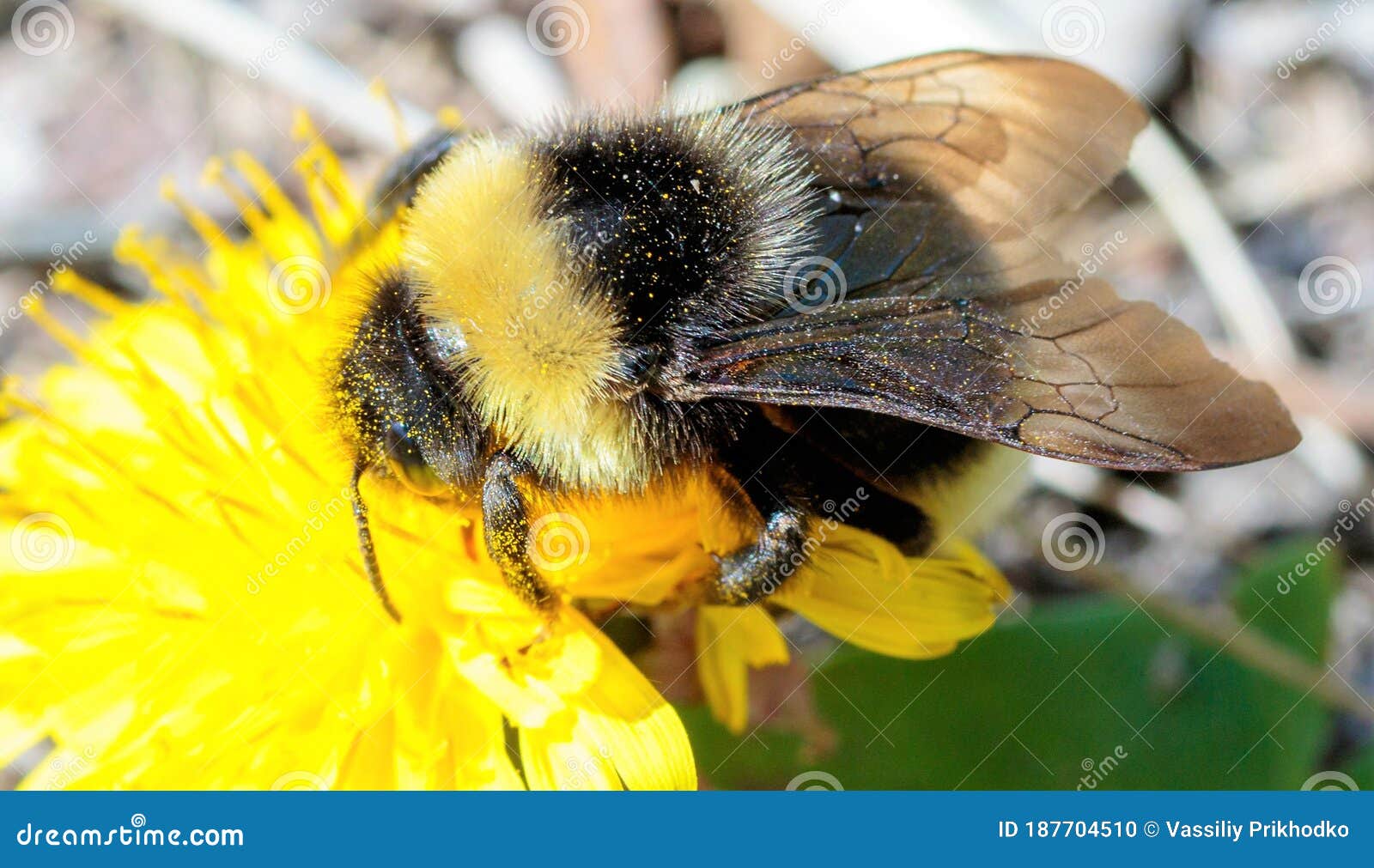 Yellow bumblebee close-up, stock photo. Image of color - 187704510