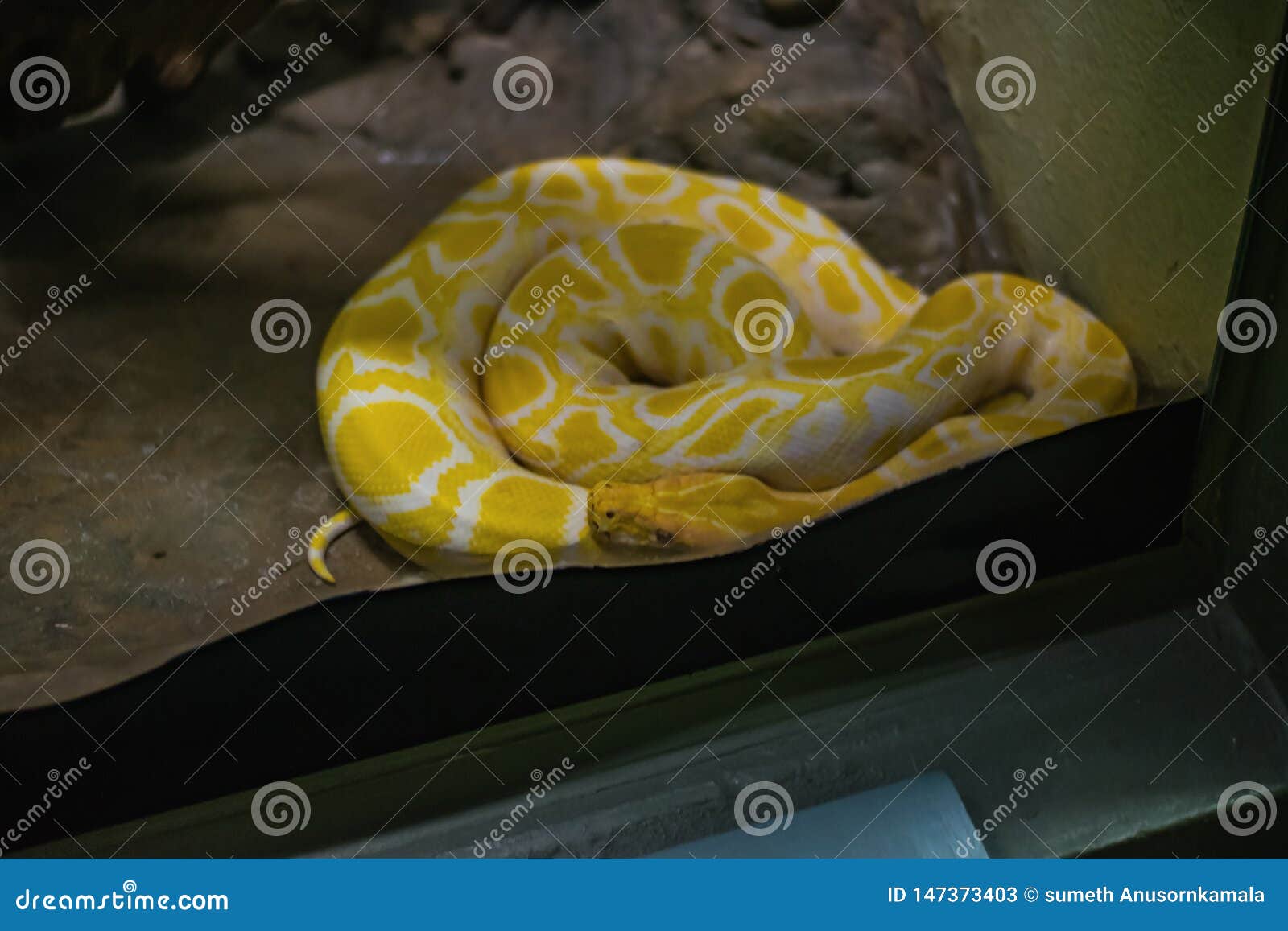 Yellow Burmese Python Snake on the Floor in the Mirror Cage at Thailand ...