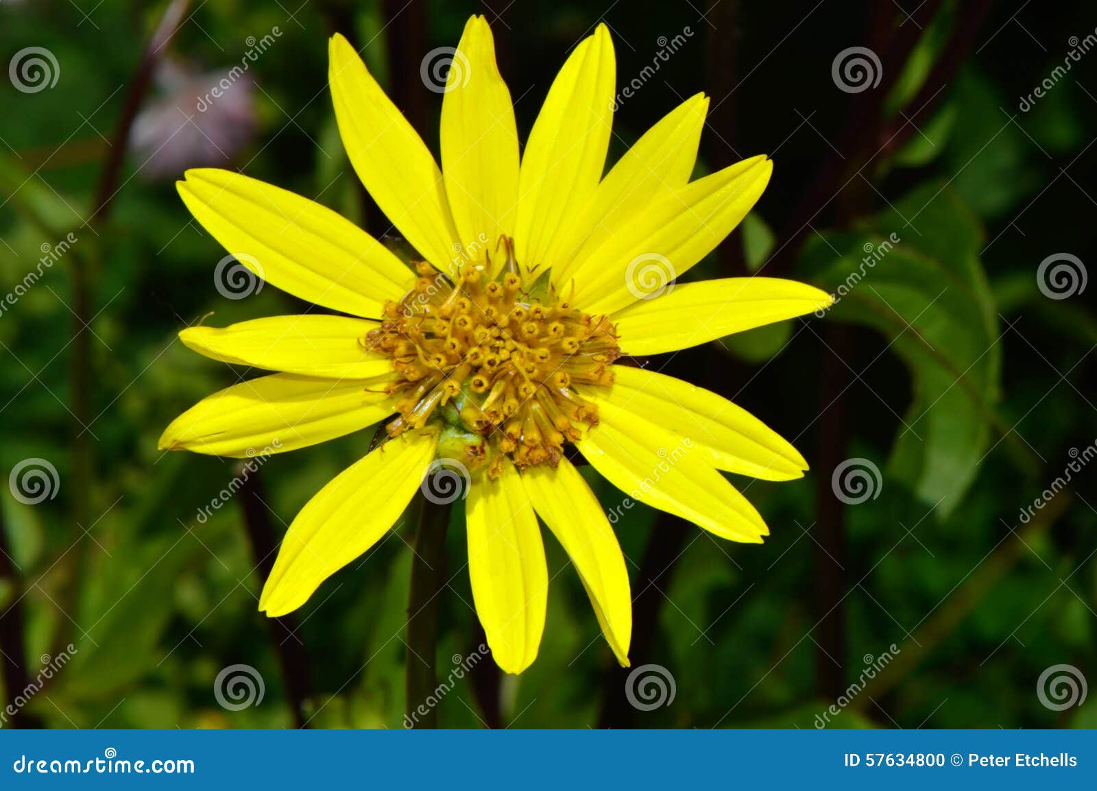 Yellow bush daisy stock photo. Image of yellow, pectinatus - 57634800