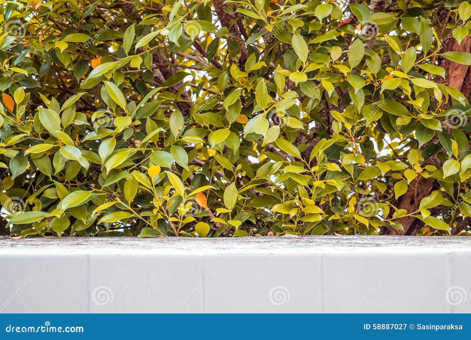 Yellow Bush Fence Partition Stock Image - Image of dried, architecture ...