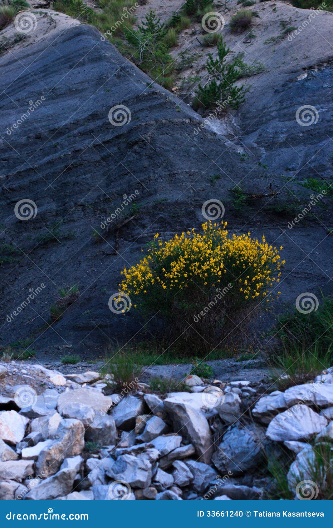 Yellow Bush in the Hills at Night Stock Photo - Image of panoramic ...