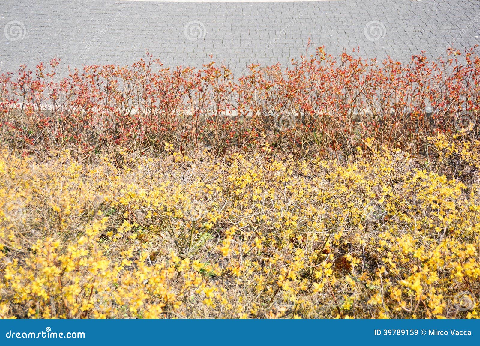 Yellow bush stock image. Image of park, plants, shrub - 39789159