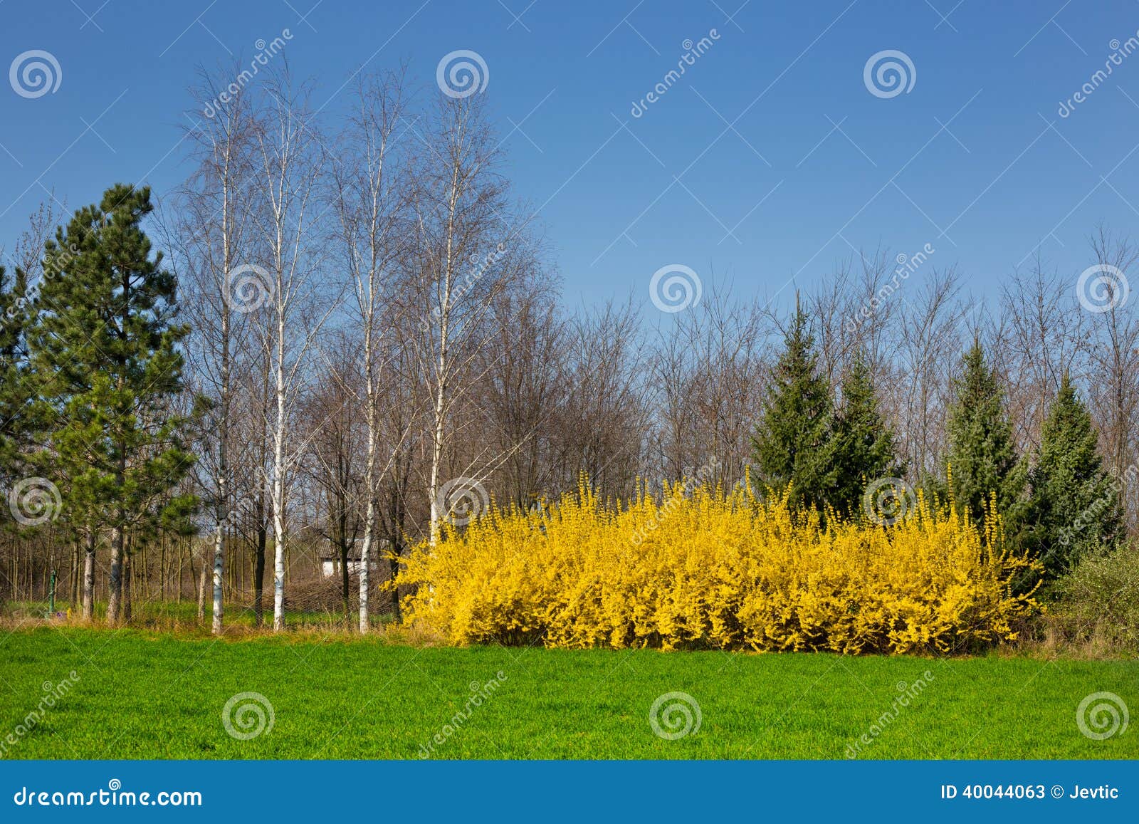 Yellow bush stock image. Image of nature, forest, garden - 40044063