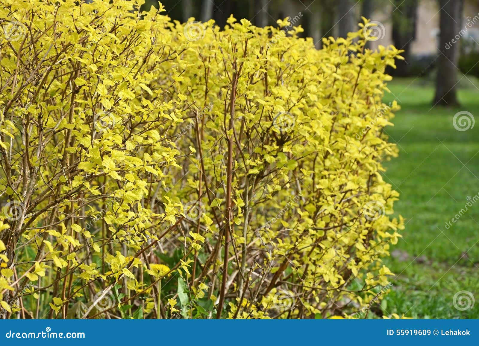 Yellow Bush at the Spring Season Stock Image - Image of growing, green ...