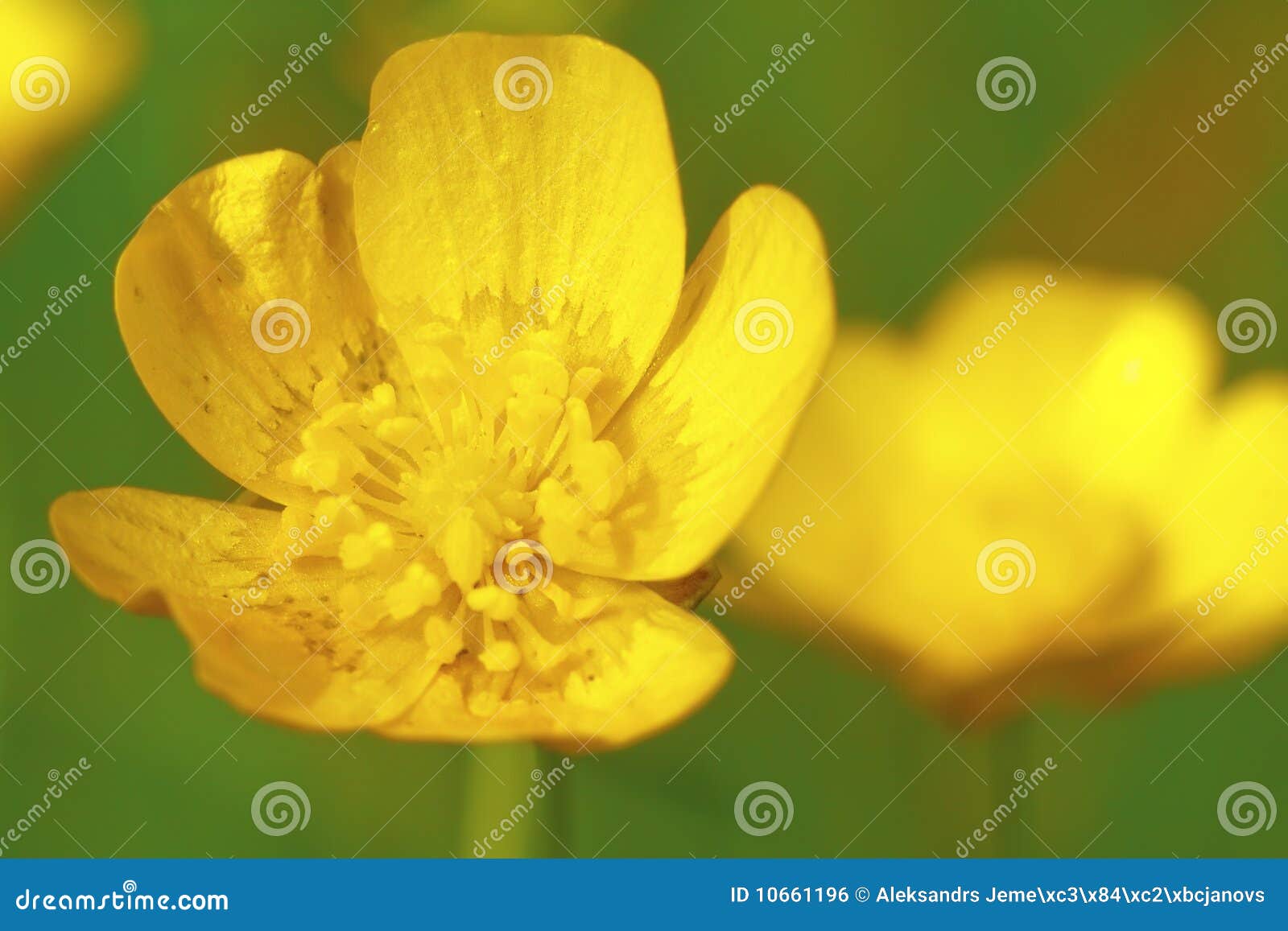 Yellow buttercup stock photo. Image of flower, season - 10661196