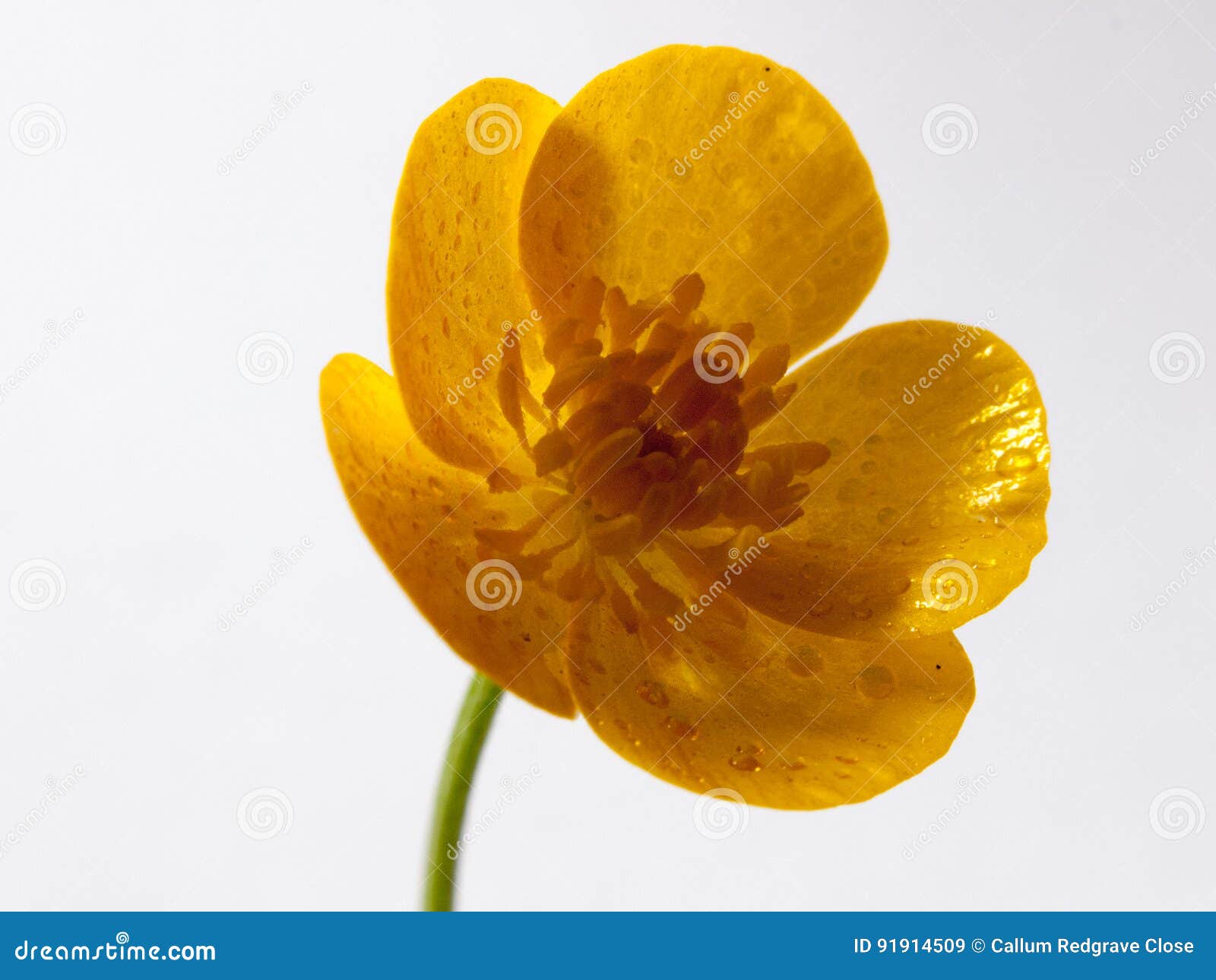 Yellow Buttercup Flower Head Stunning on White Background Fresh Stock ...