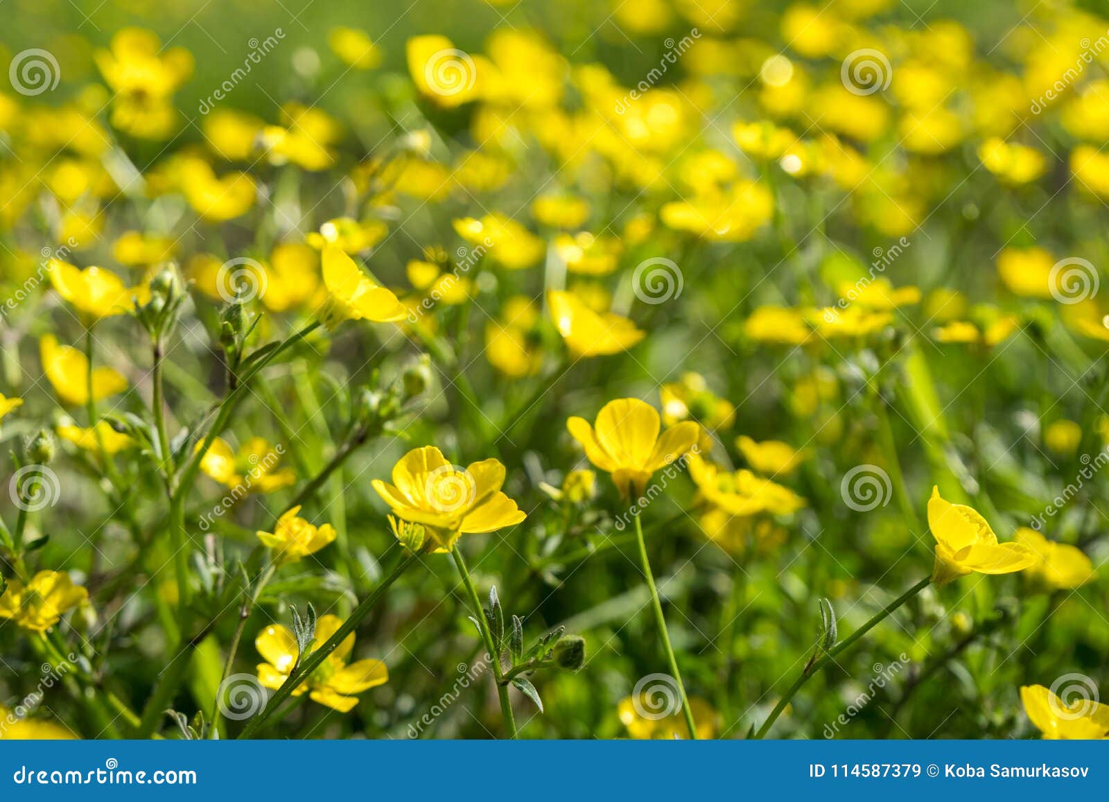Yellow Buttercup Flowers in the Field. Ranunculus Repens Stock Image ...