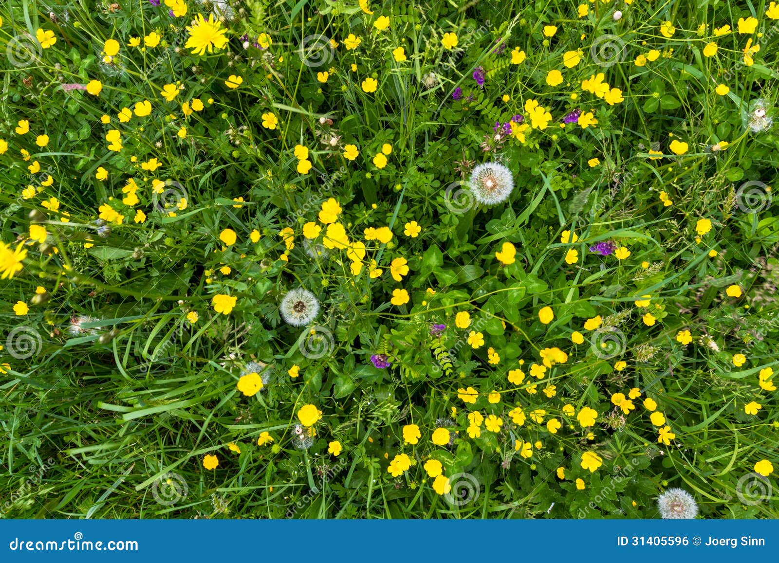Yellow Buttercup Meadow Top View with Dandelion Stock Photo - Image of ...