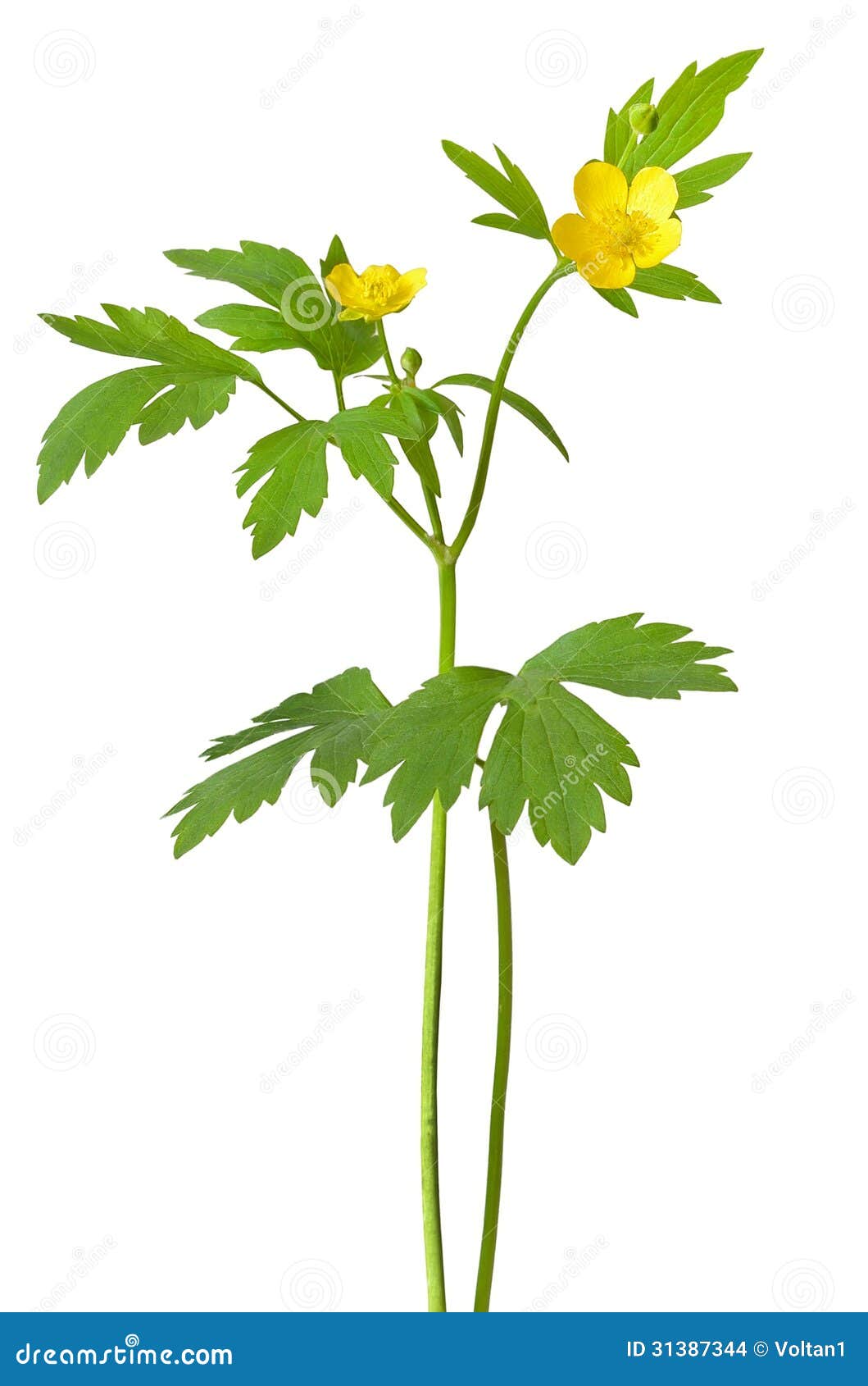 Ranunculus Repens, The Creeping Buttercup Flower Background Stock ...