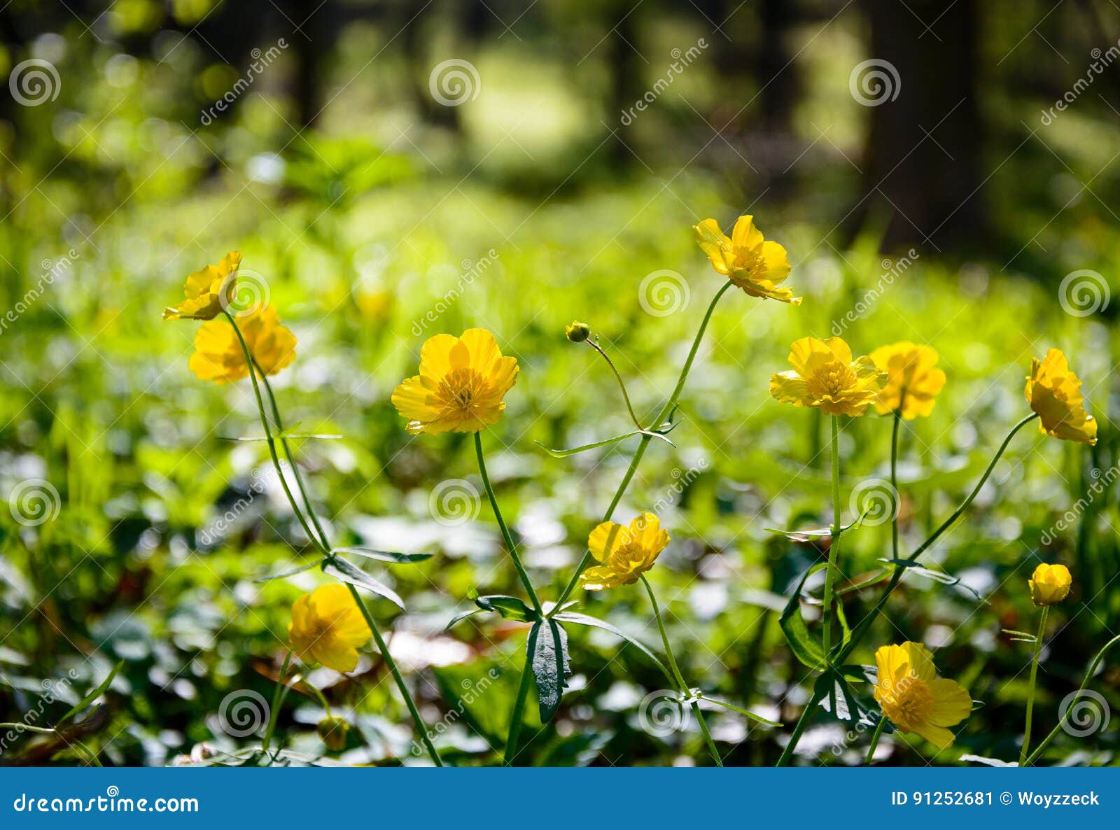 Yellow Buttercup Spring Flowers Stock Image - Image of buttercup ...