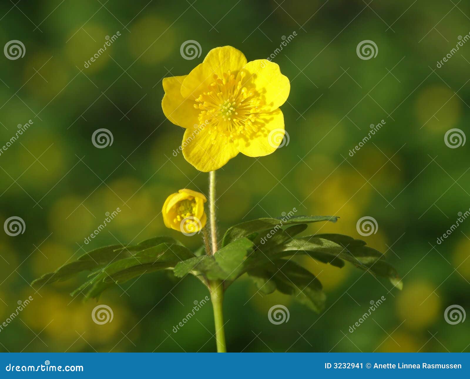 Yellow buttercups stock image. Image of background, composite - 3232941