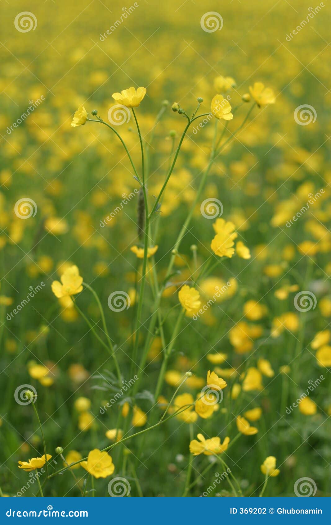 Yellow buttercups stock photo. Image of details, outside - 369202