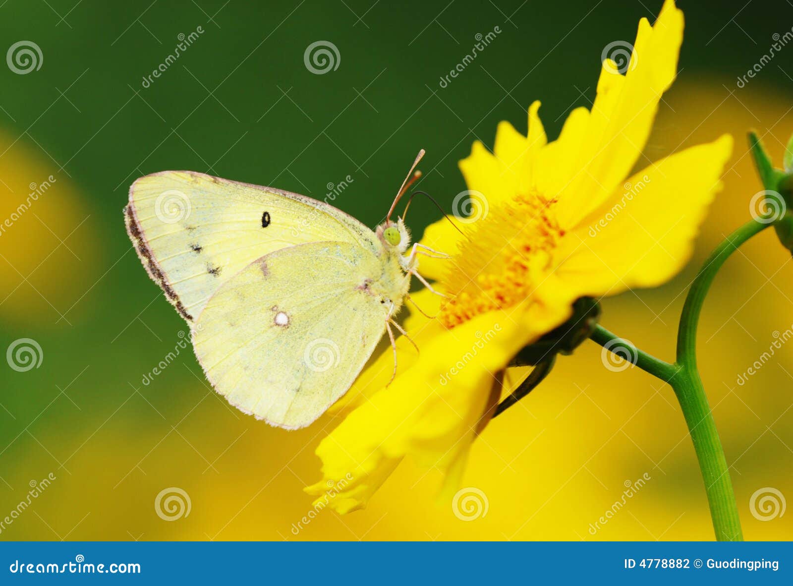 Yellow Butterfly Stock Image | CartoonDealer.com #59078731