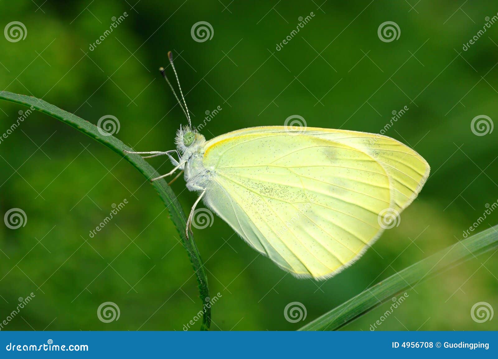 Yellow butterfly stock photo. Image of pretty, rebirth - 4956708
