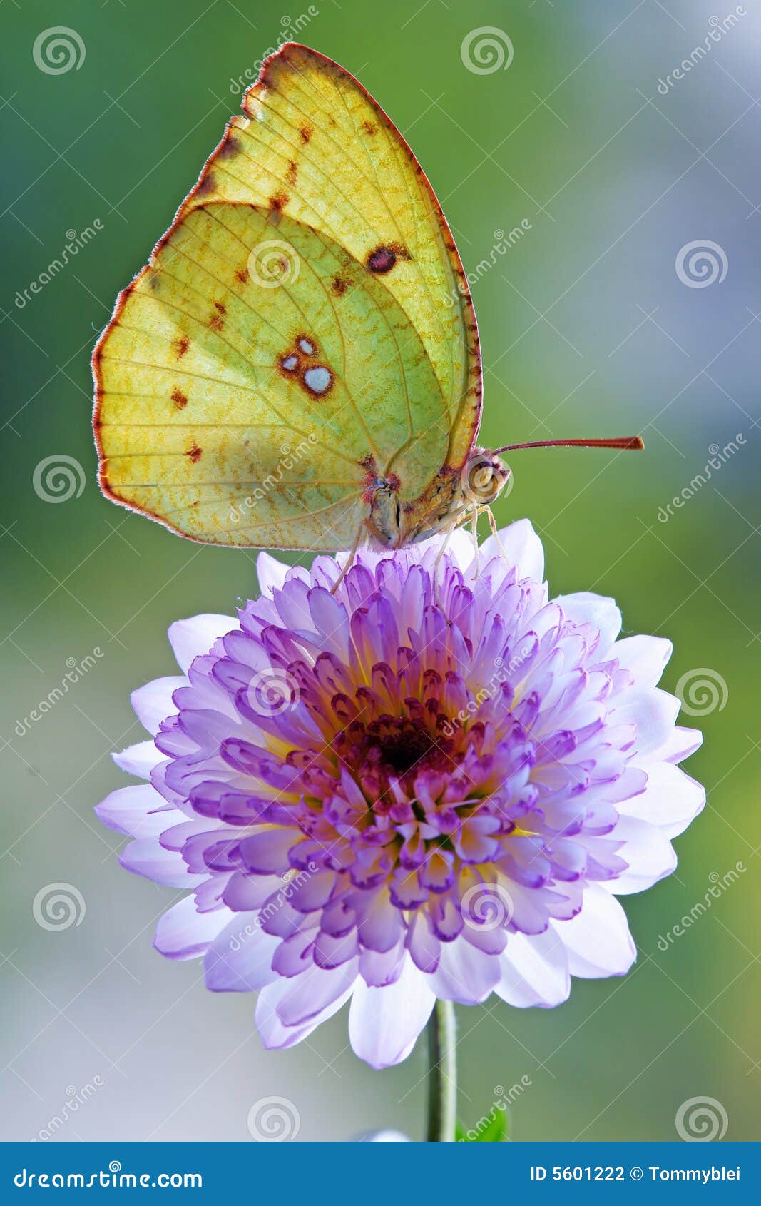 Yellow Butterfly stock photo. Image of animals, outdoor - 5601222