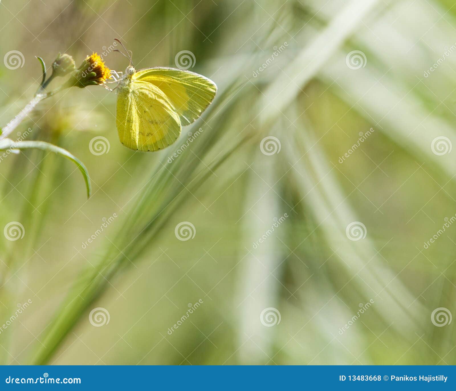 Yellow Butterfly on Flower stock photo. Image of south - 13483668