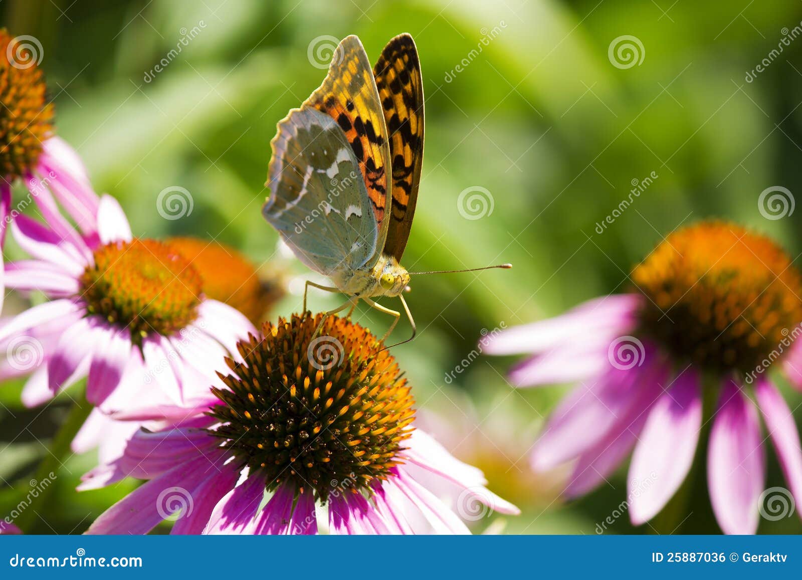 Yellow butterfly on flower stock photo. Image of beautiful - 25887036