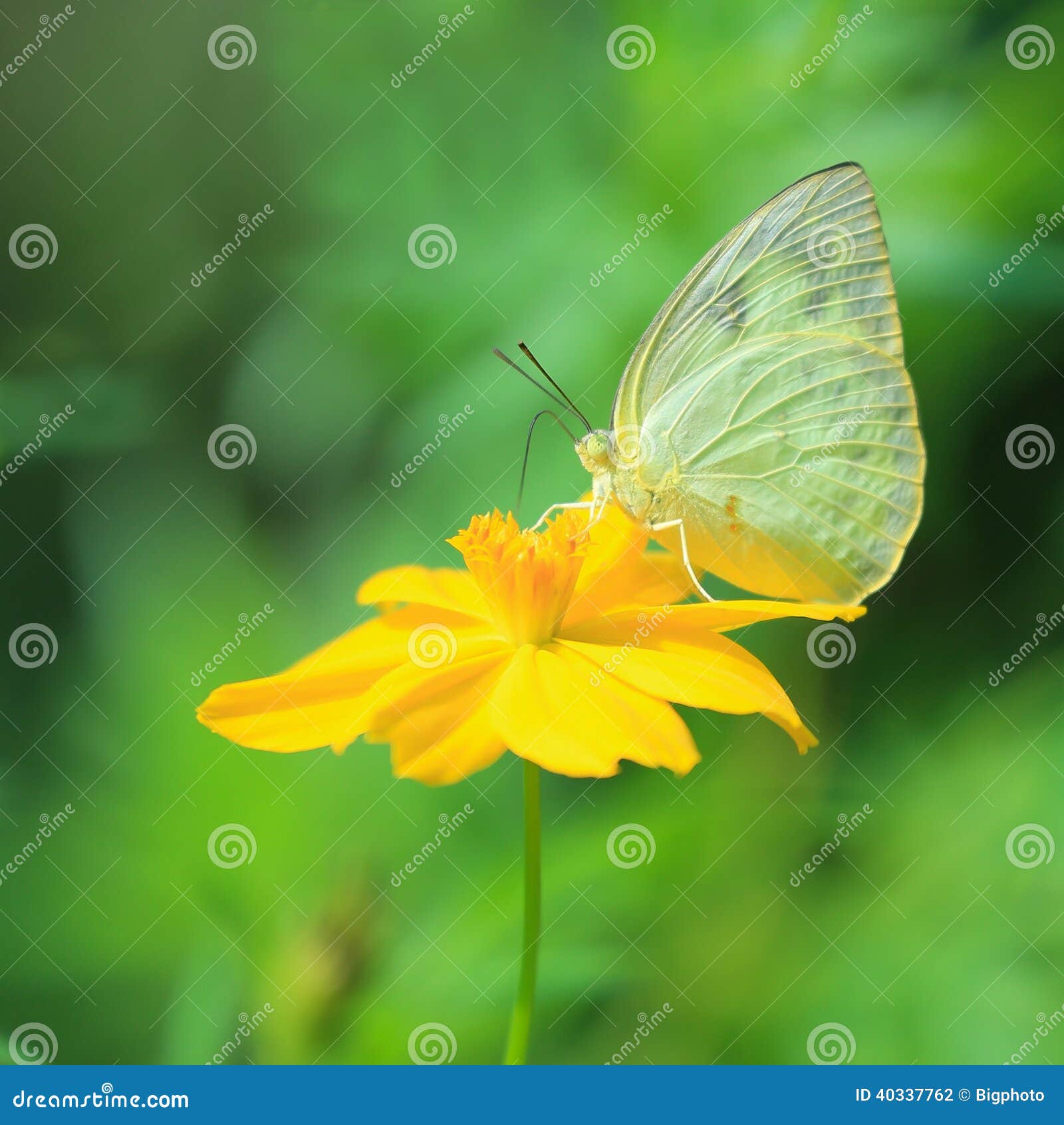 Yellow Butterfly on the Flower Stock Photo - Image of natural ...