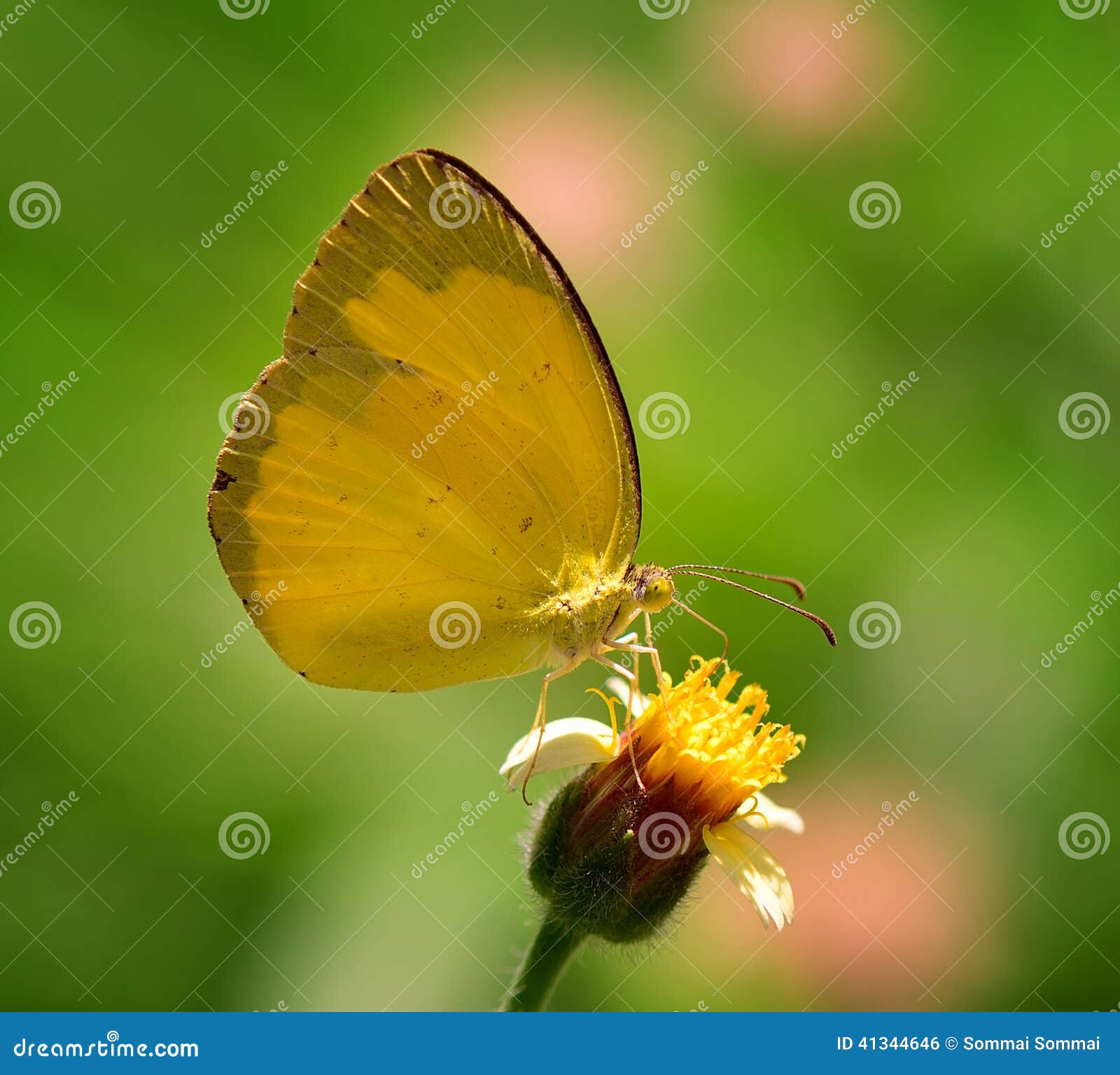 Yellow Butterfly on flower stock photo. Image of life - 41344646