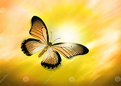Yellow Butterfly Flying stock photo. Image of rebirth - 25149314