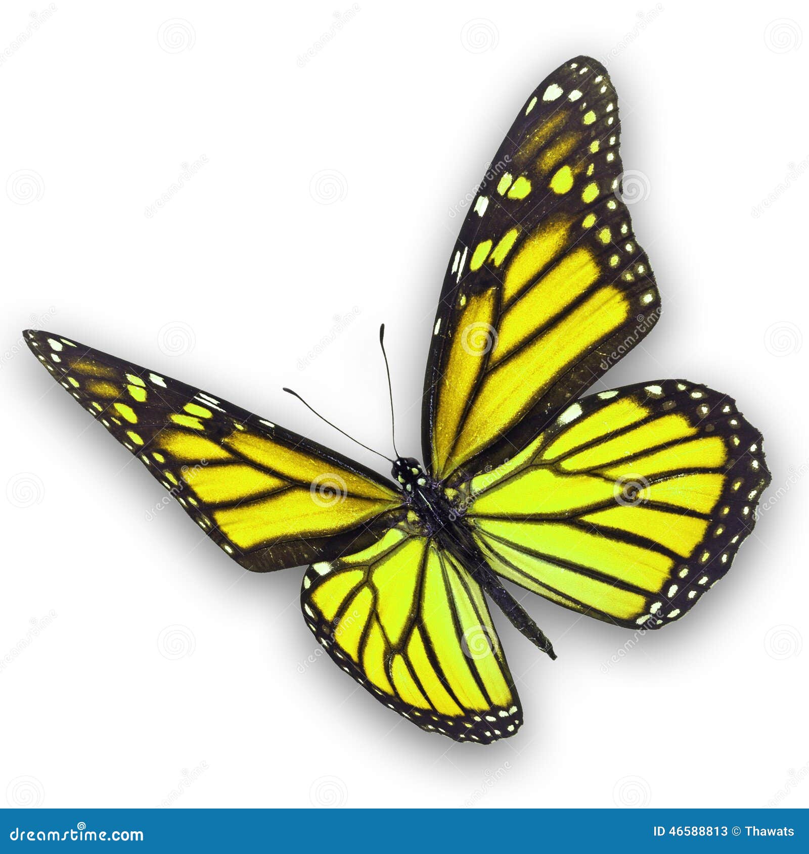 Yellow Butterfly Flying Stock Photo - Image: 46588813 Yellow Butterfly Flying Stock Photo - Image: 46588813
