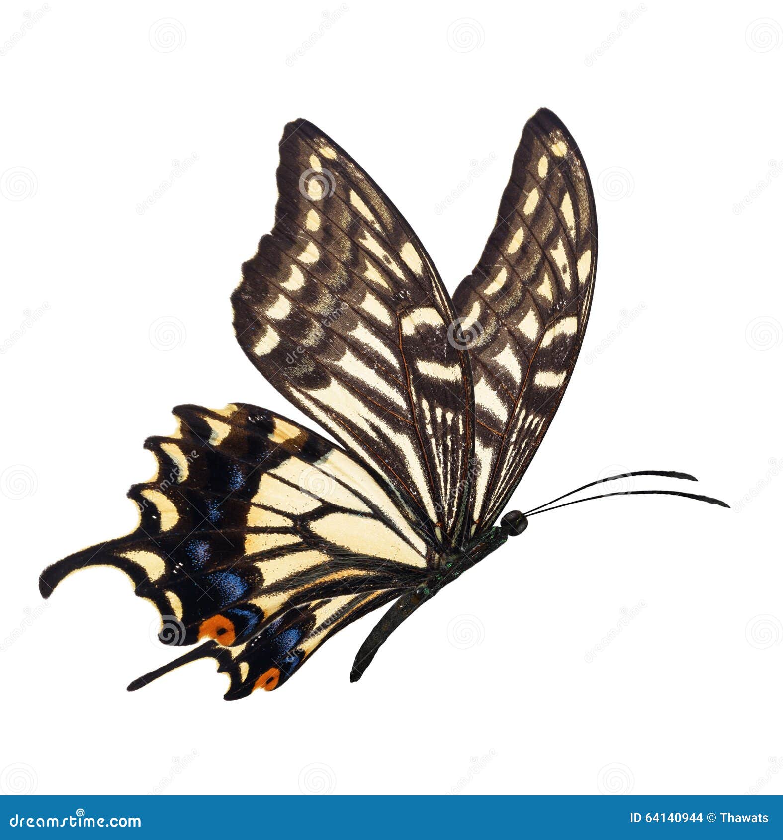 Yellow butterfly flying stock photo. Image of present - 64140944