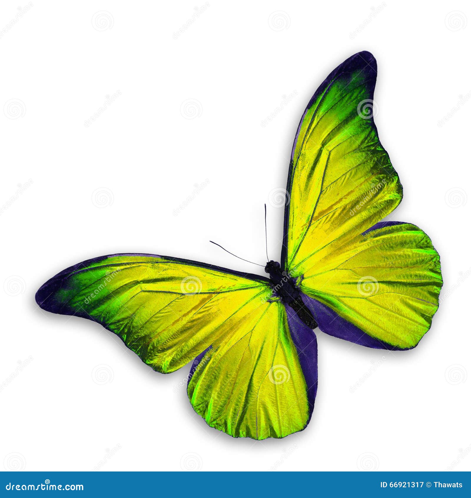 Yellow Butterfly stock image. Image of tropical, wing - 66921317