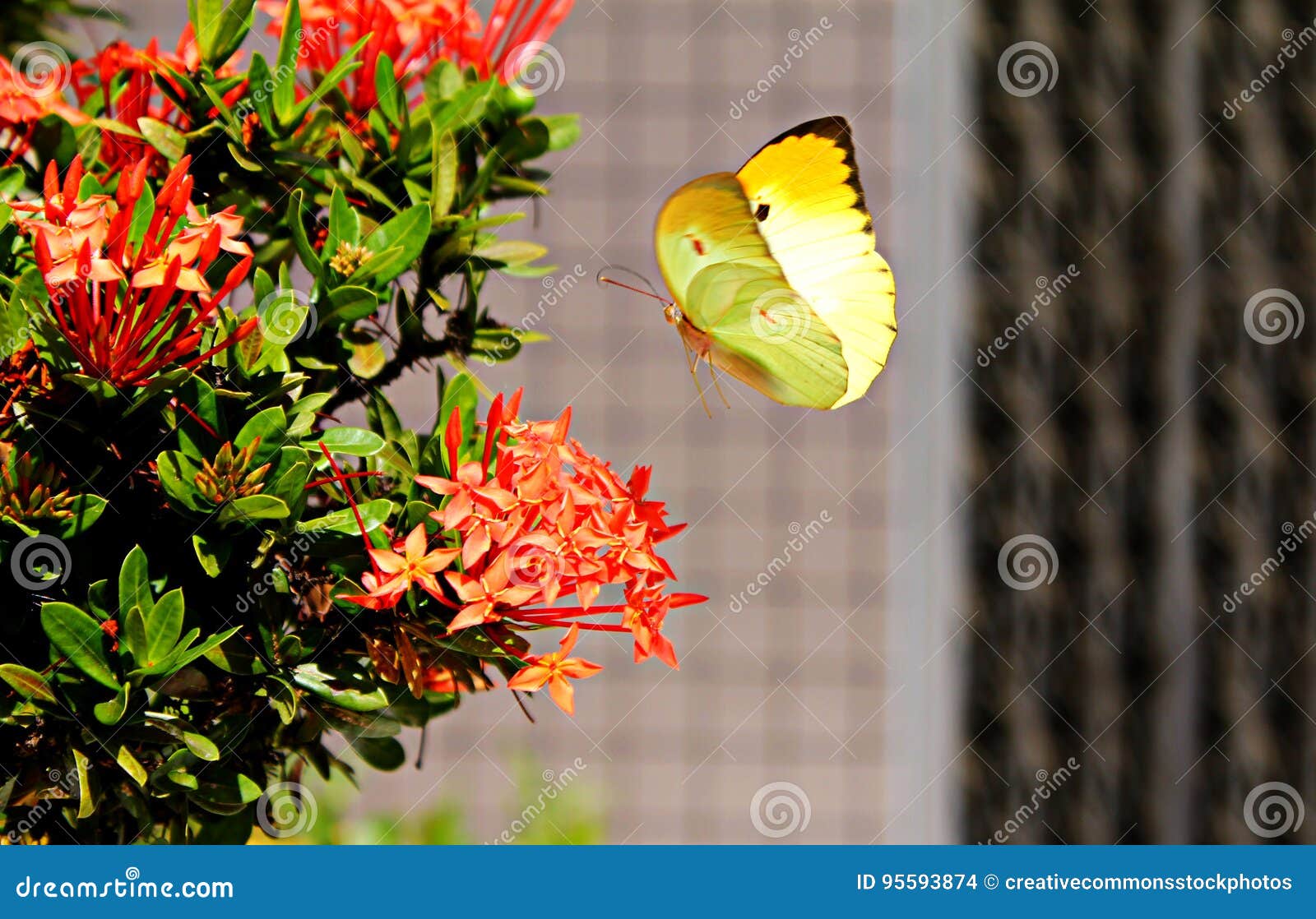 Yellow Butterfly Hovering Over Red Ixora Picture. Image: 95593874