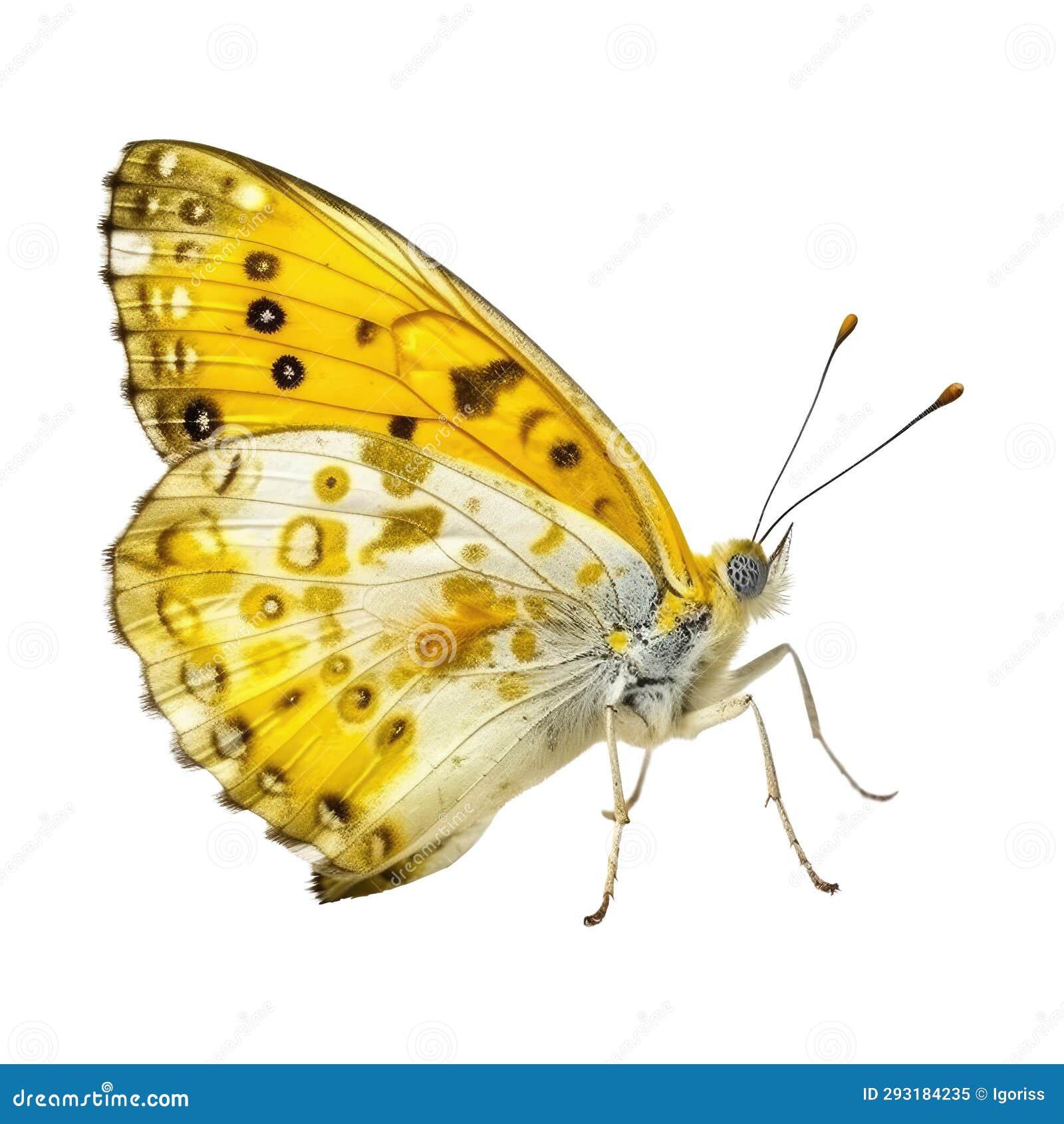 Yellow Butterfly Isolated on a White Stock Image - Image of flying ...